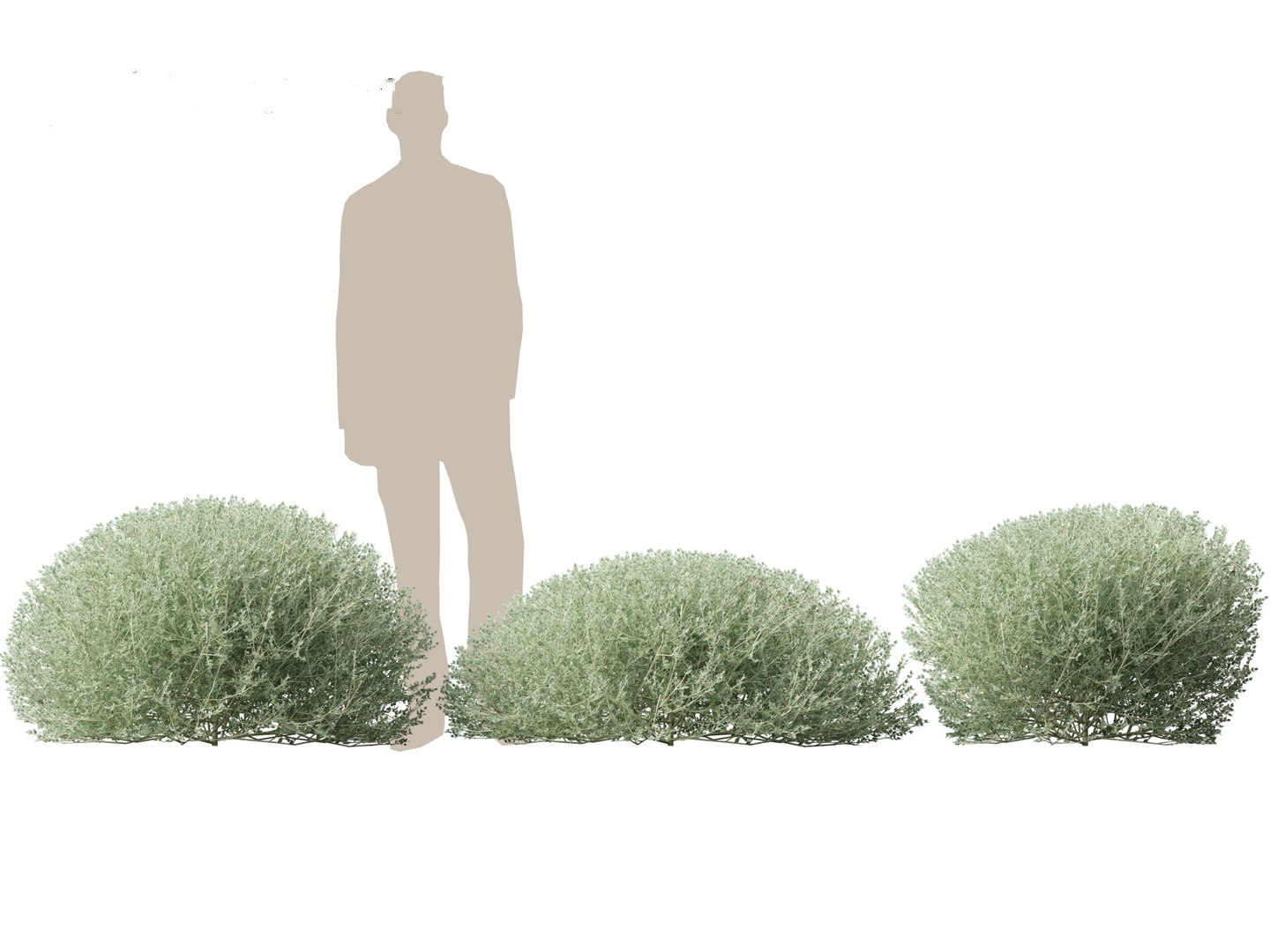 3D Rhagodia Spinescens Silver Border - Creeping Saltbush - TurboSquid ...