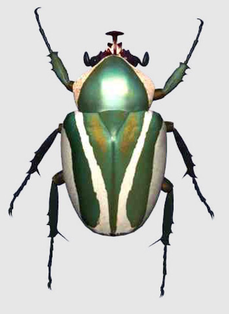 Scarab Obj