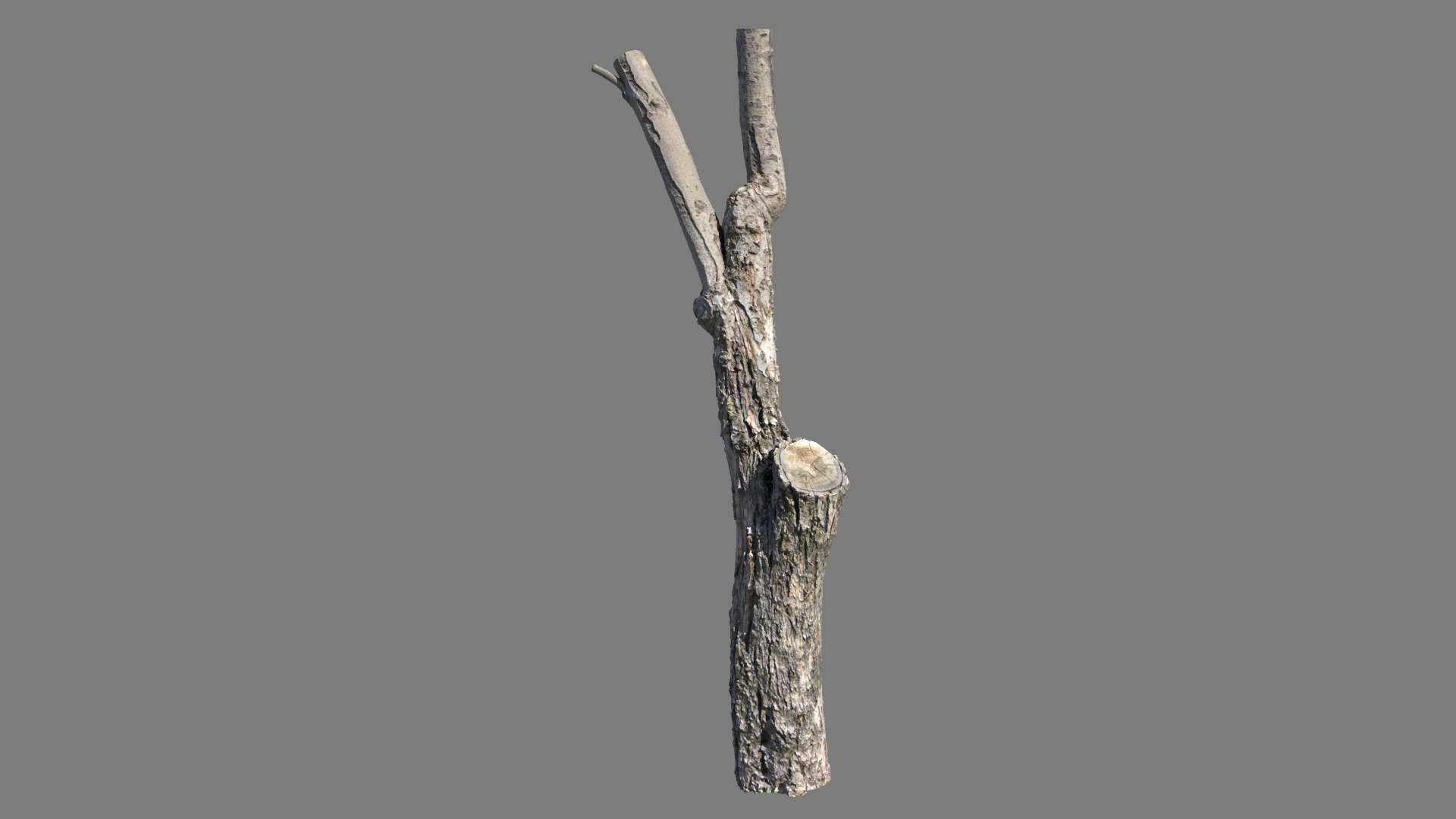 Scanned Tree Trunk 04 3D Model - TurboSquid 2115290