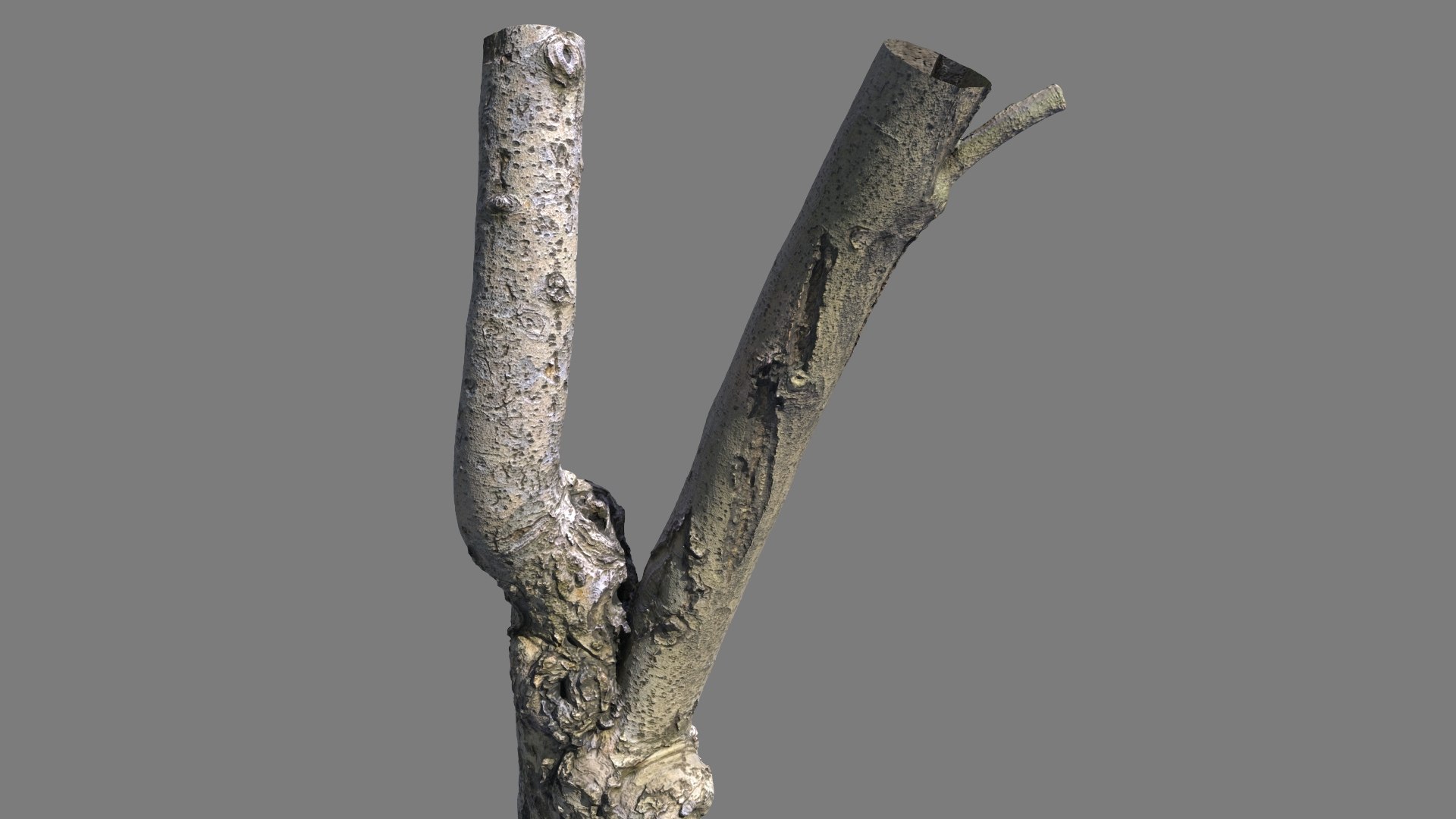 Scanned Tree Trunk 04 3D Model - TurboSquid 2115290