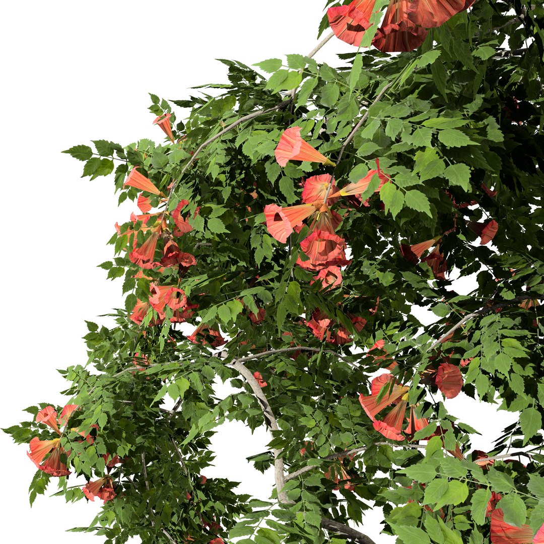 3D Model Classic And Flamenco Trumpet Vine 3D Model - TurboSquid 2196064