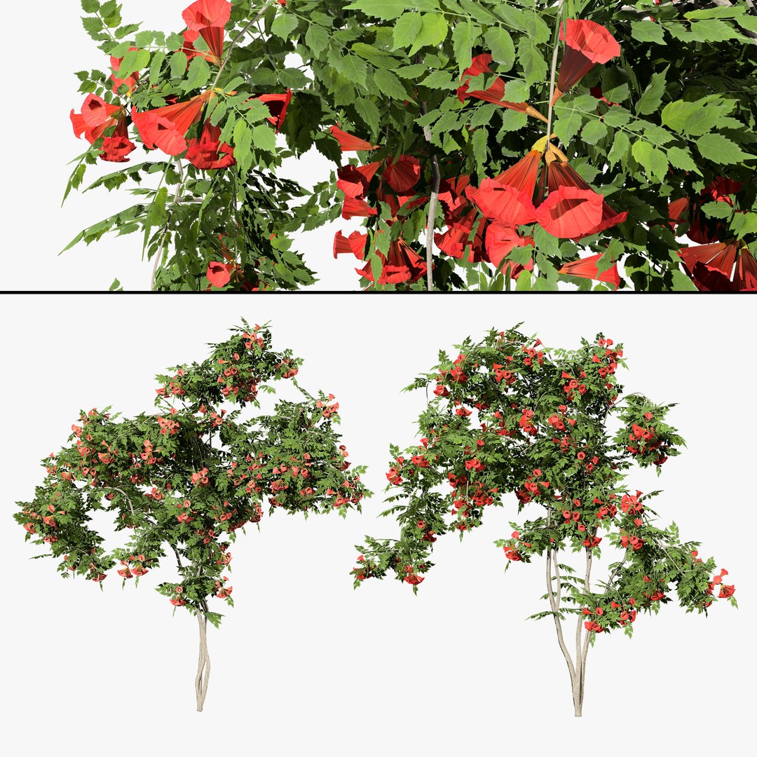 3D Model Classic And Flamenco Trumpet Vine 3D Model - TurboSquid 2196064