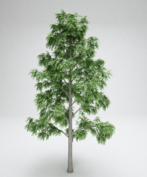 3D acacia tree model - TurboSquid 1603454