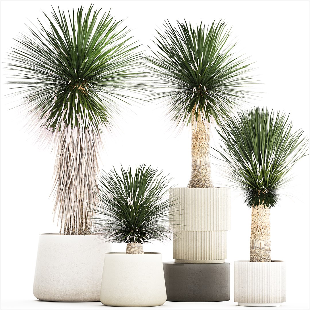 Beautiful Yucca rostrata palm plants in a flowerpot 1313 3D ...