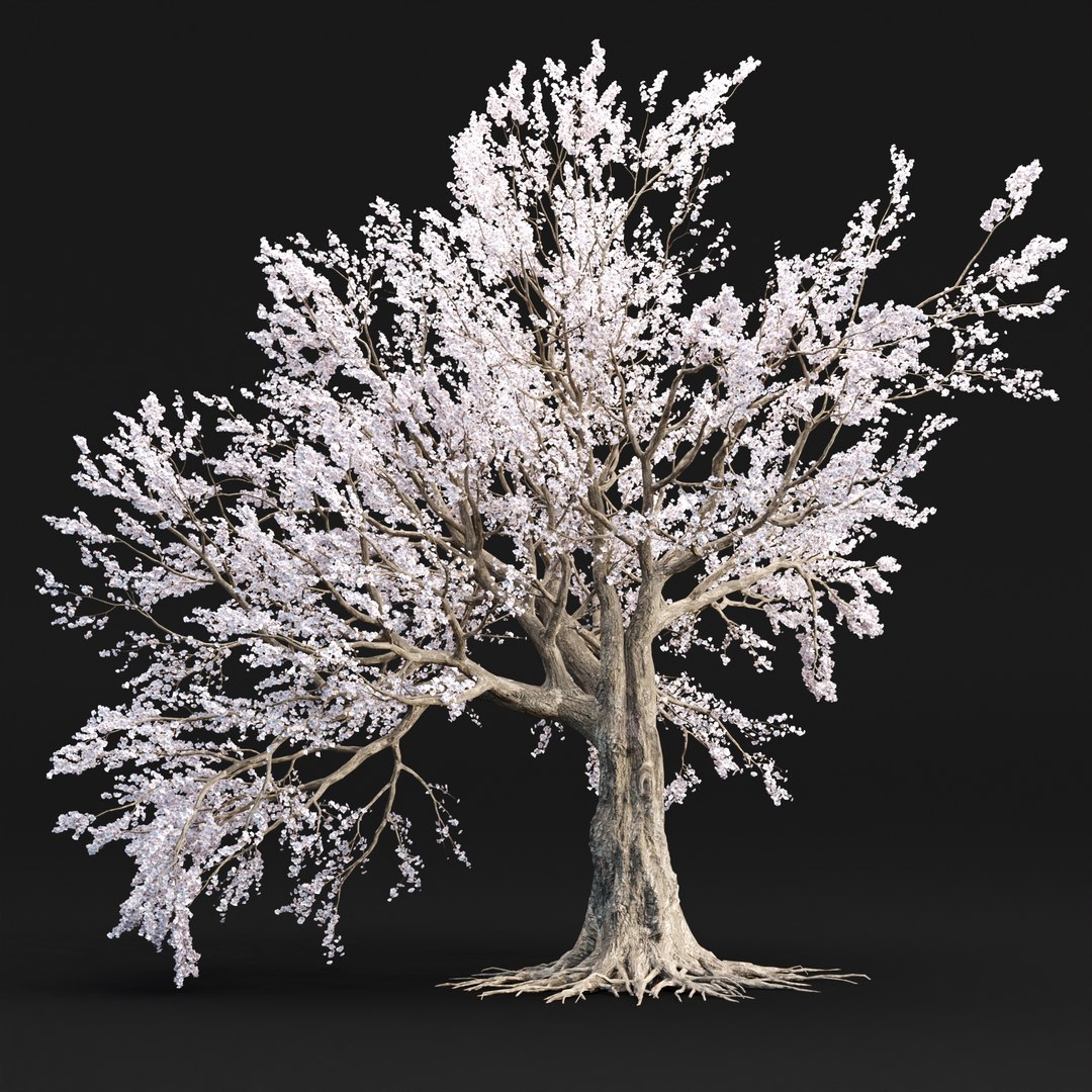 Cherry Blossom Tree Vol 98-3dmodel 3D Model - TurboSquid 2242579