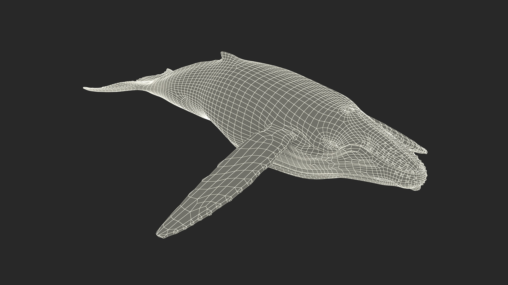 3D Realistic Humpback Whale - TurboSquid 2314596