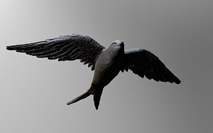 Swallow 3D Models for Download | TurboSquid