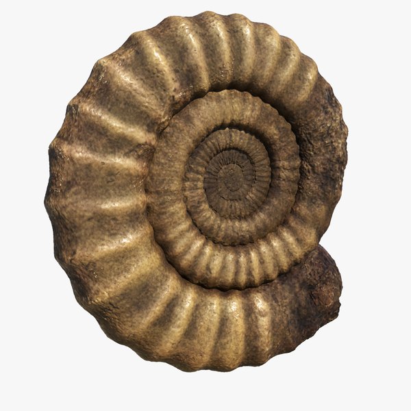 3D Ammonite Models | TurboSquid