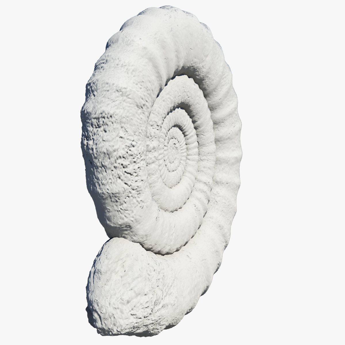 3d ammonite fossile