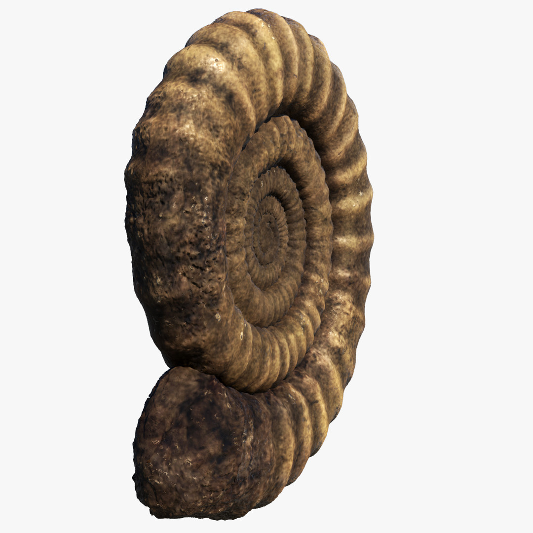 3d ammonite fossile