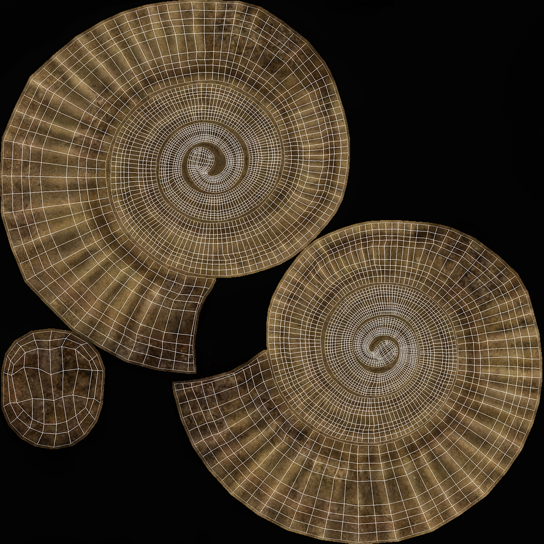 3d ammonite fossile