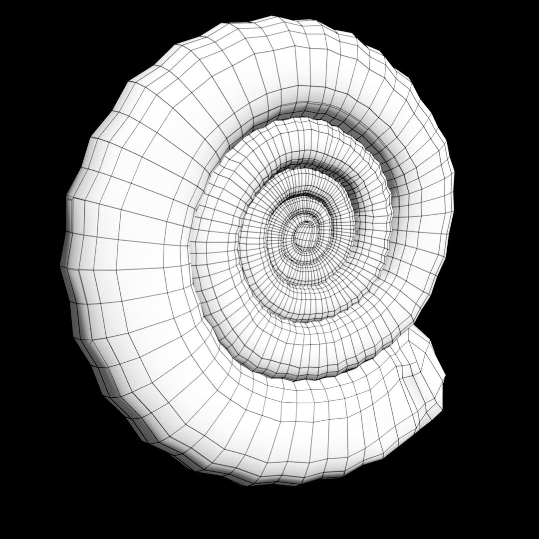 3d Ammonite Fossile