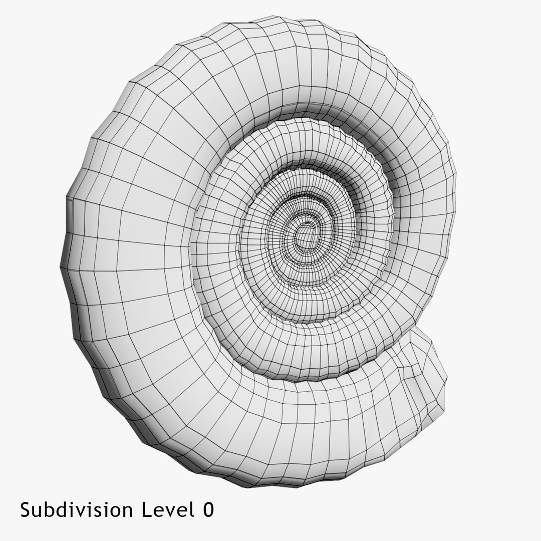 3d ammonite fossile