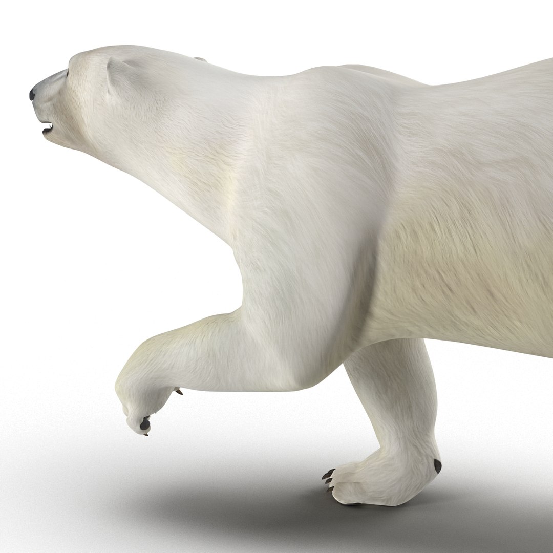 3d model polar bear pose 2