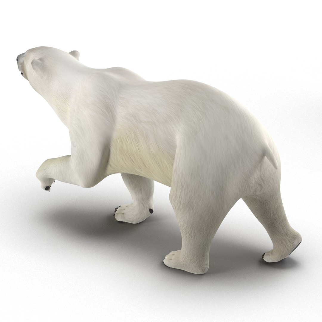 3d model polar bear pose 2