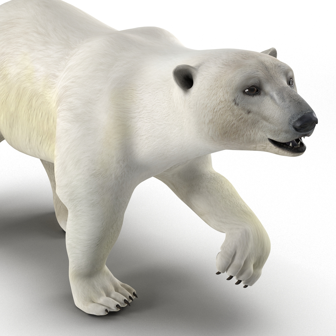3d model polar bear pose 2