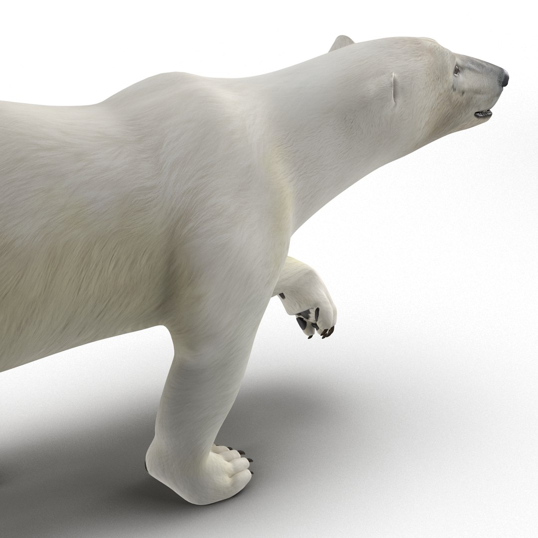 3d model polar bear pose 2