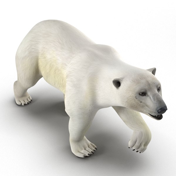 3d model polar bear pose 2