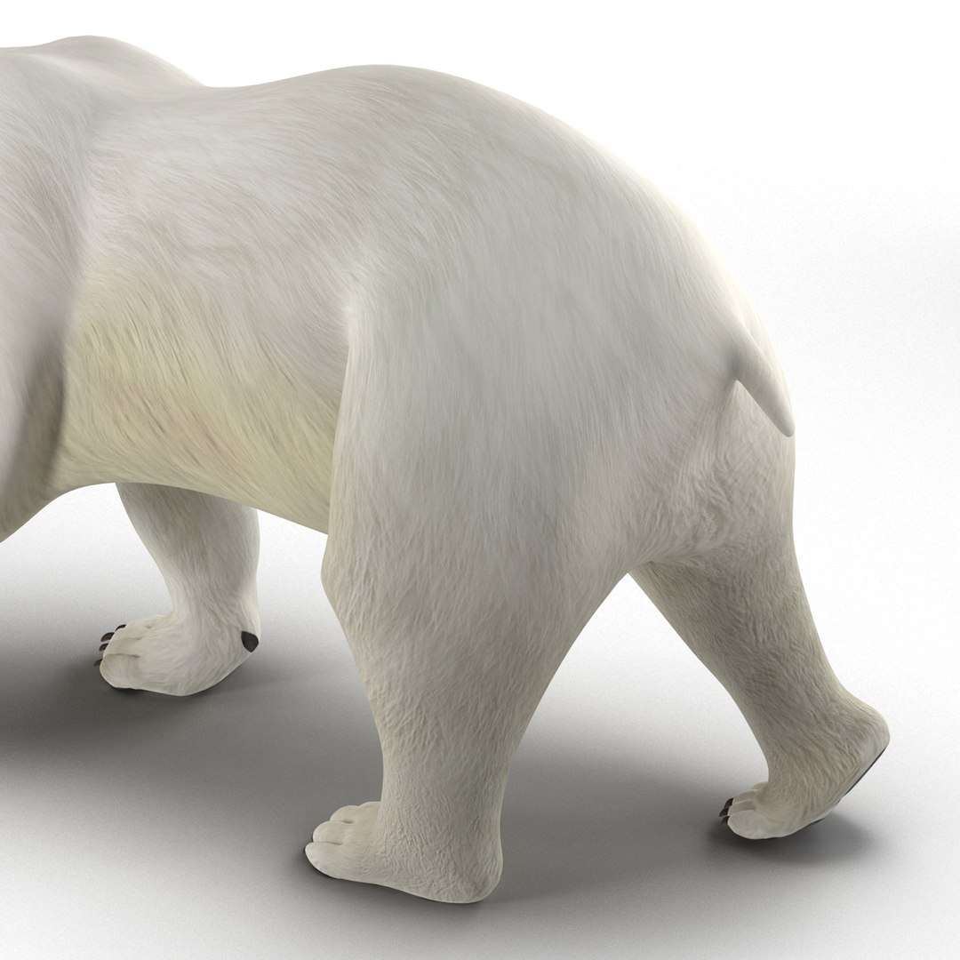 3d model polar bear pose 2