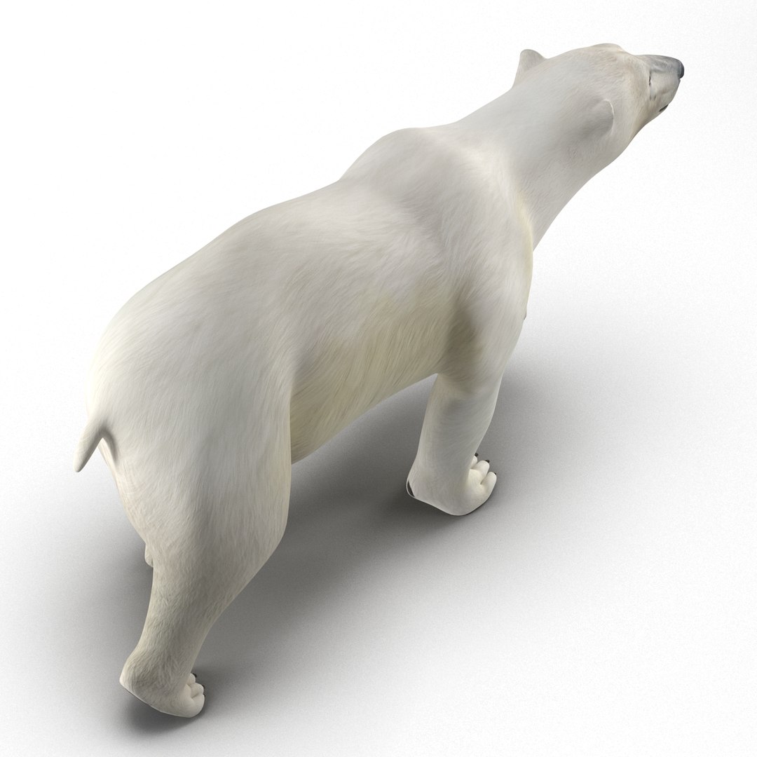 3d model polar bear pose 2