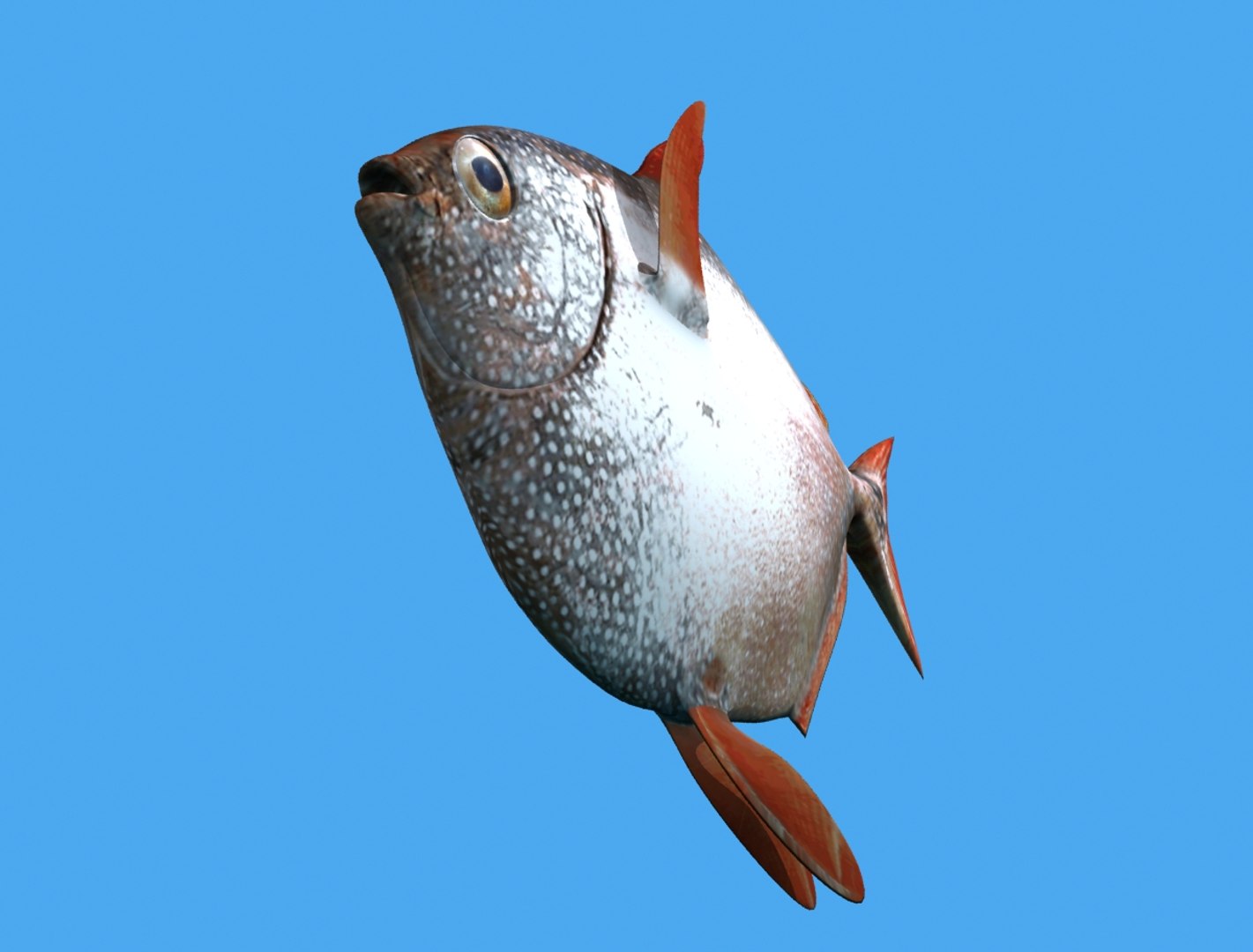 Opah Fish 3d Max
