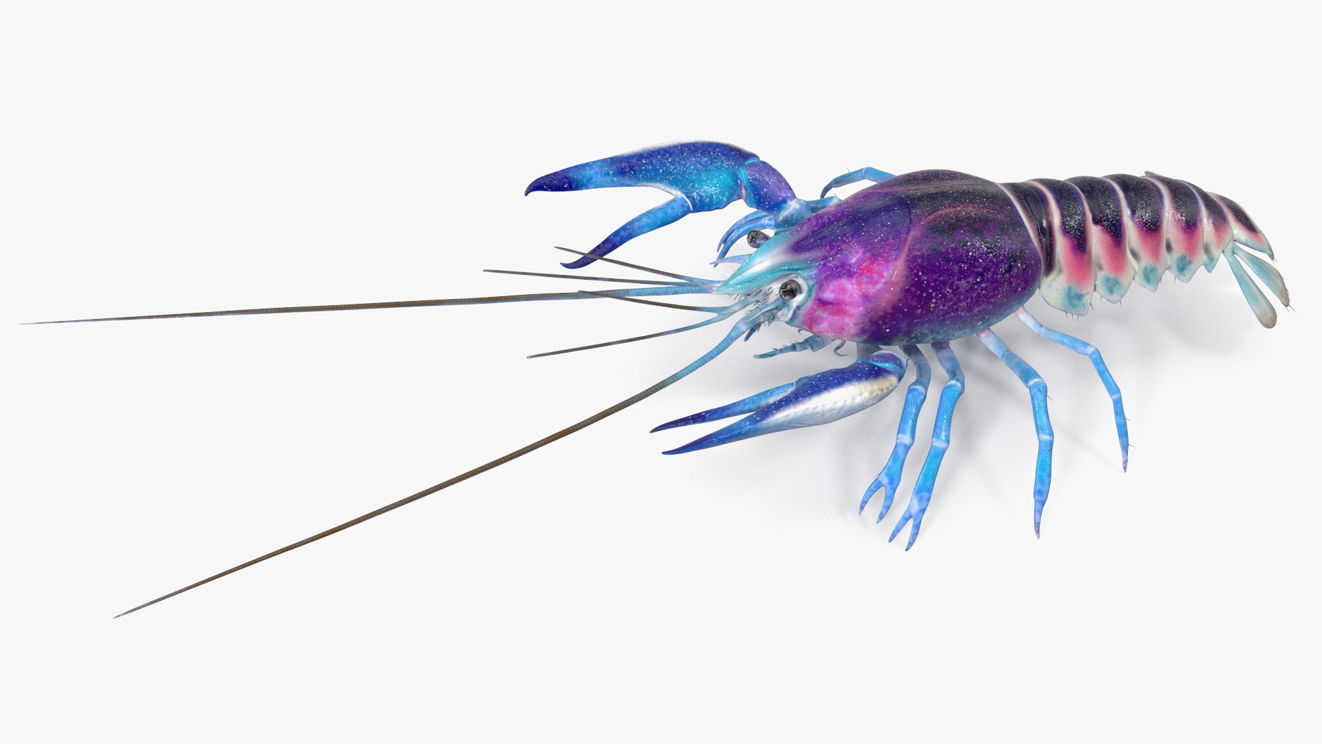 3D Florida Crayfish - TurboSquid 2163483