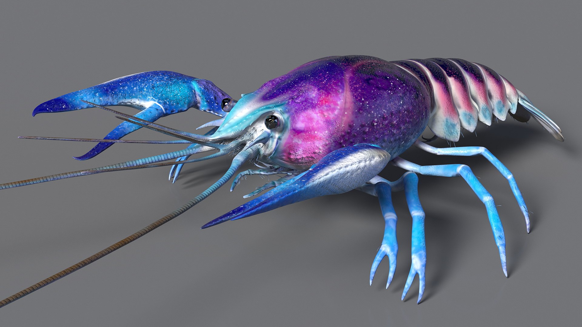 3D Florida Crayfish - TurboSquid 2163483