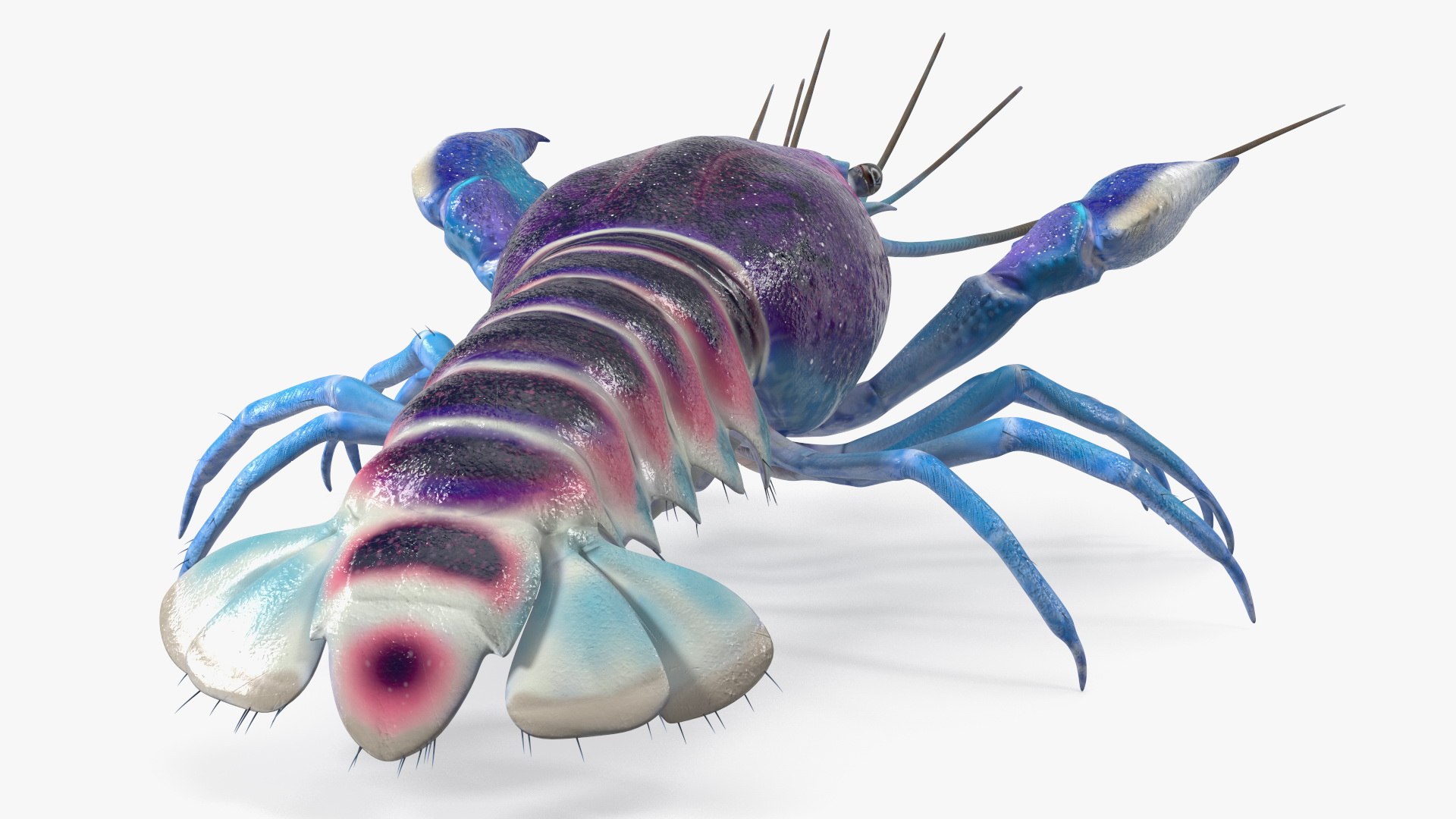 3D Florida Crayfish - TurboSquid 2163483