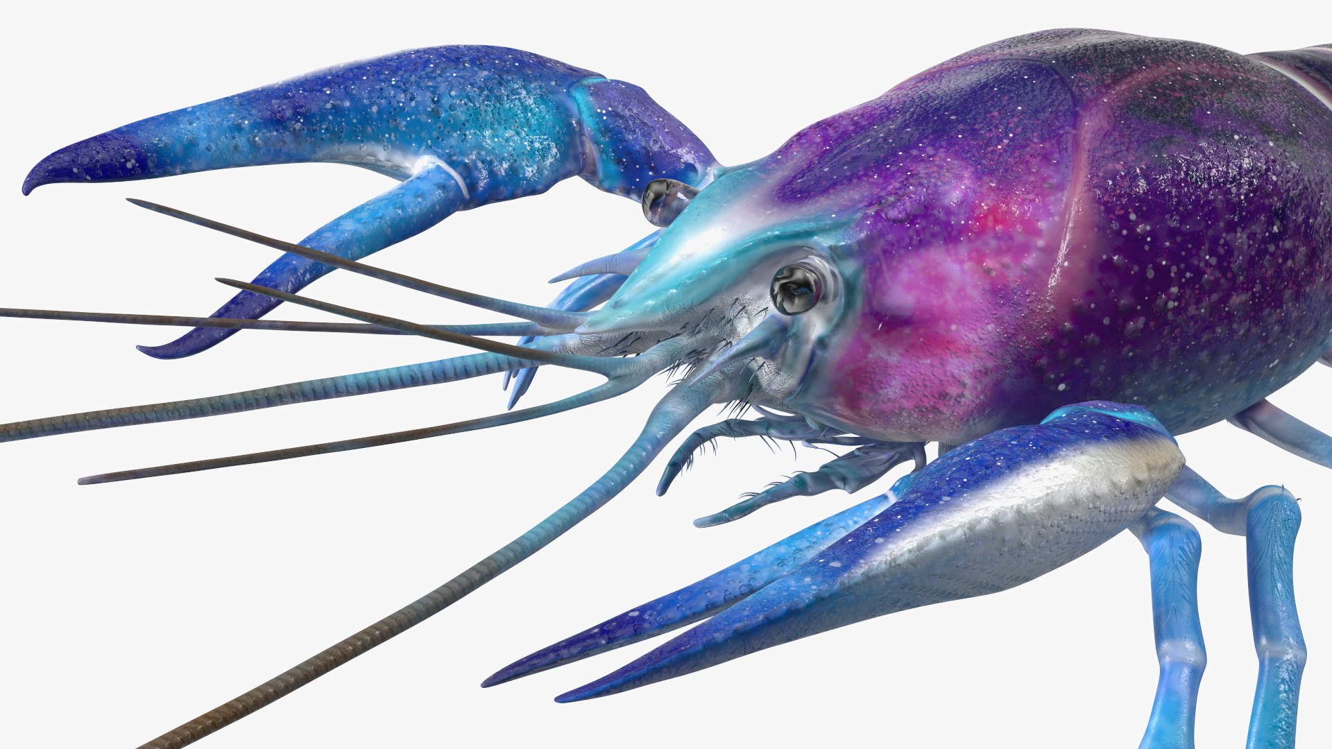 3D Florida Crayfish - TurboSquid 2163483