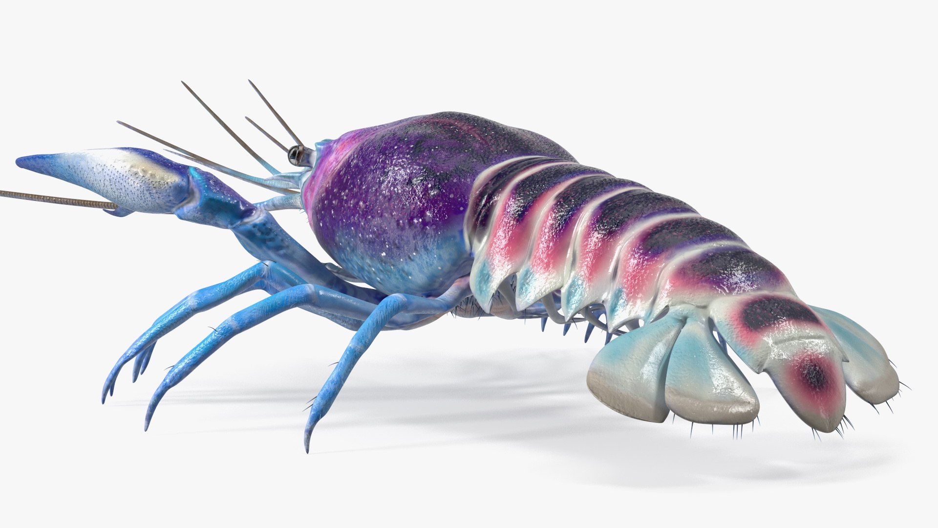 3D Florida Crayfish - TurboSquid 2163483