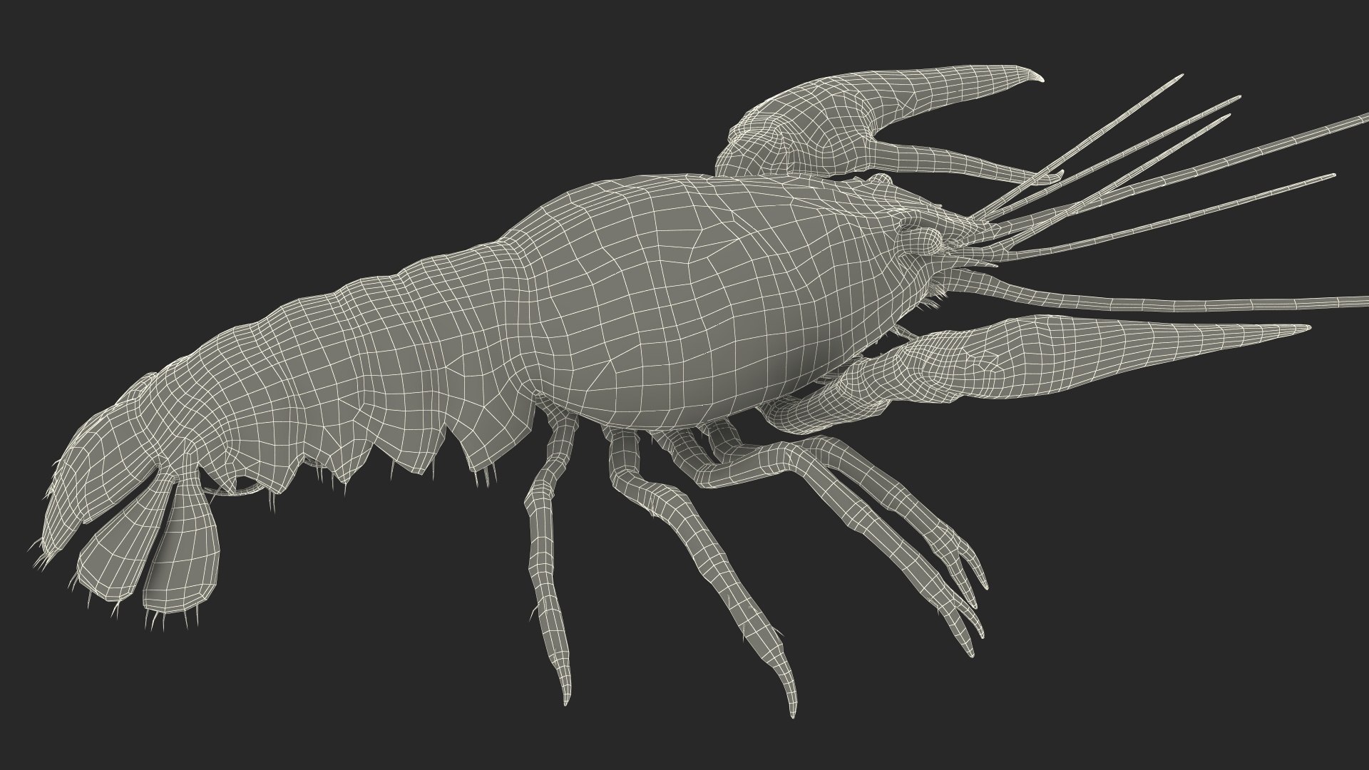 3D Florida Crayfish - TurboSquid 2163483