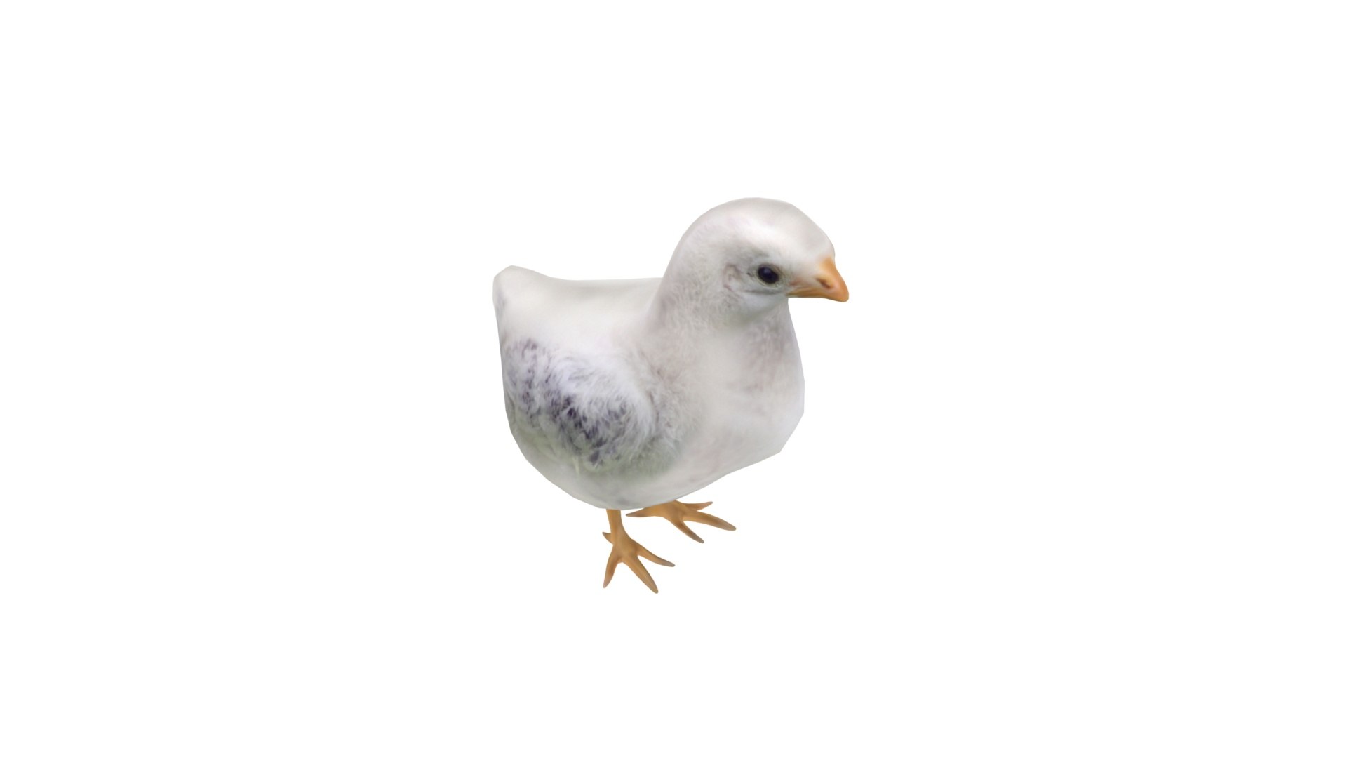 Chicken Realistic 3D Model - TurboSquid 1659077