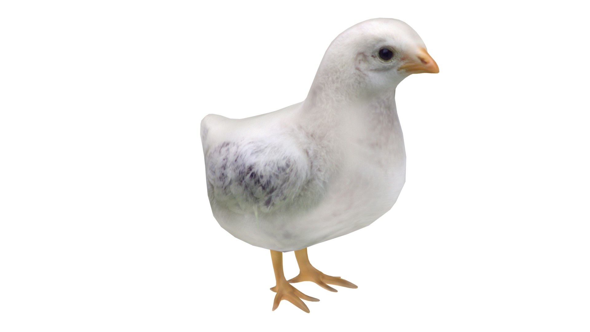 Chicken Realistic 3D Model - TurboSquid 1659077