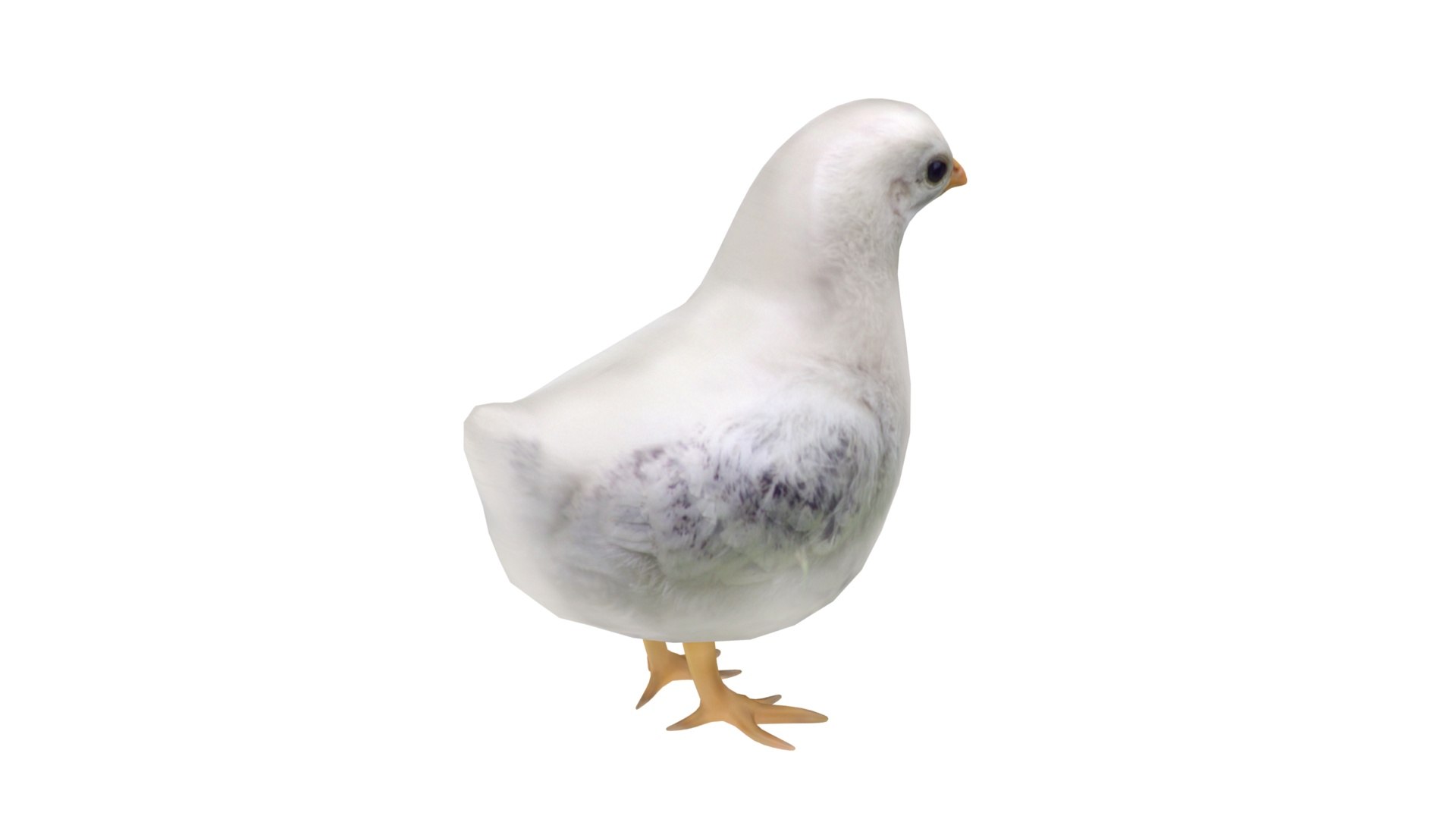 Chicken Realistic 3D Model - TurboSquid 1659077