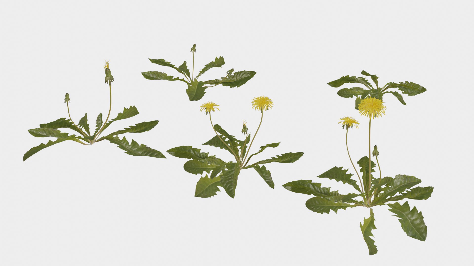 3D model dandelions - TurboSquid 2144906