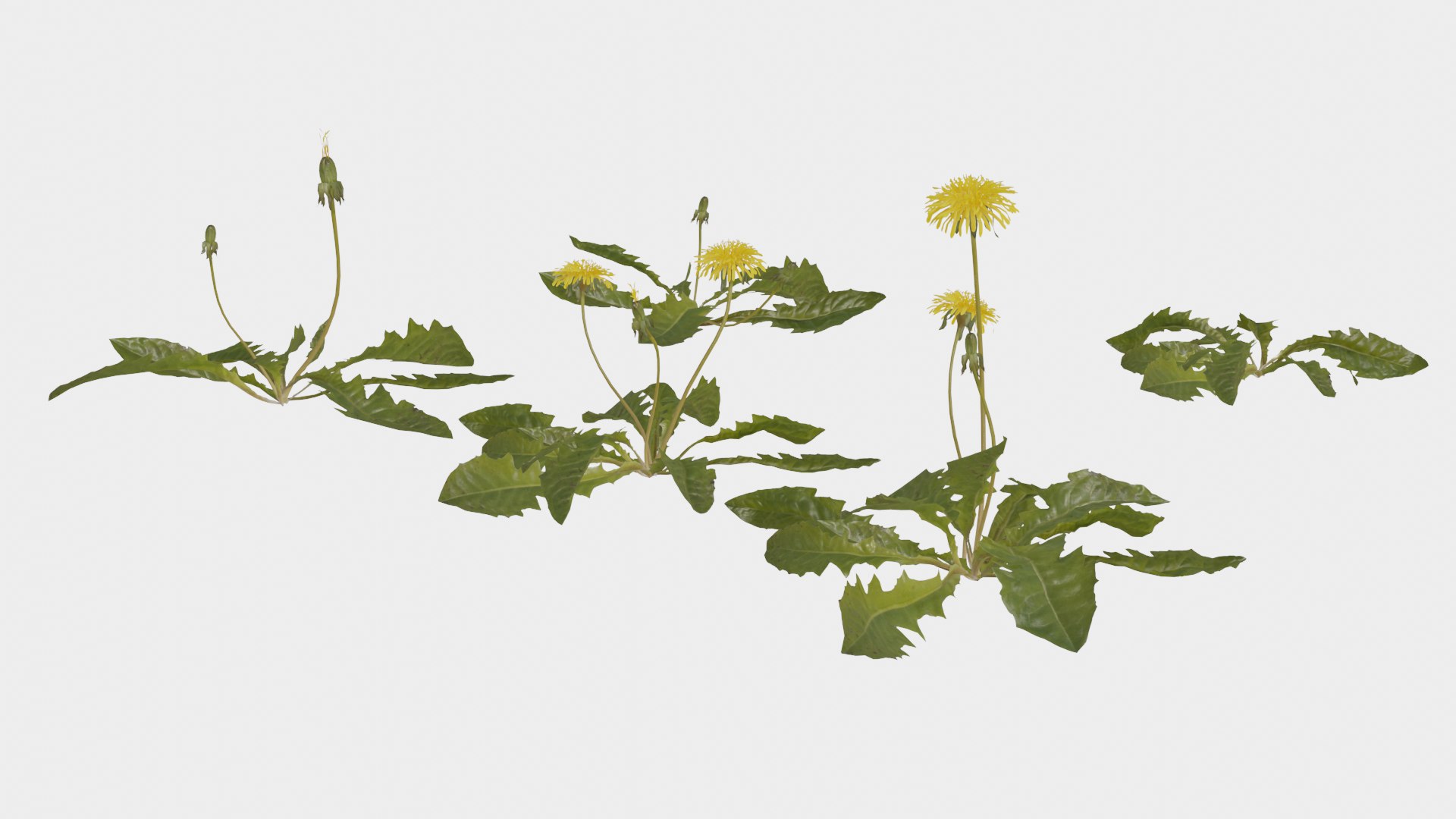 3D model dandelions - TurboSquid 2144906