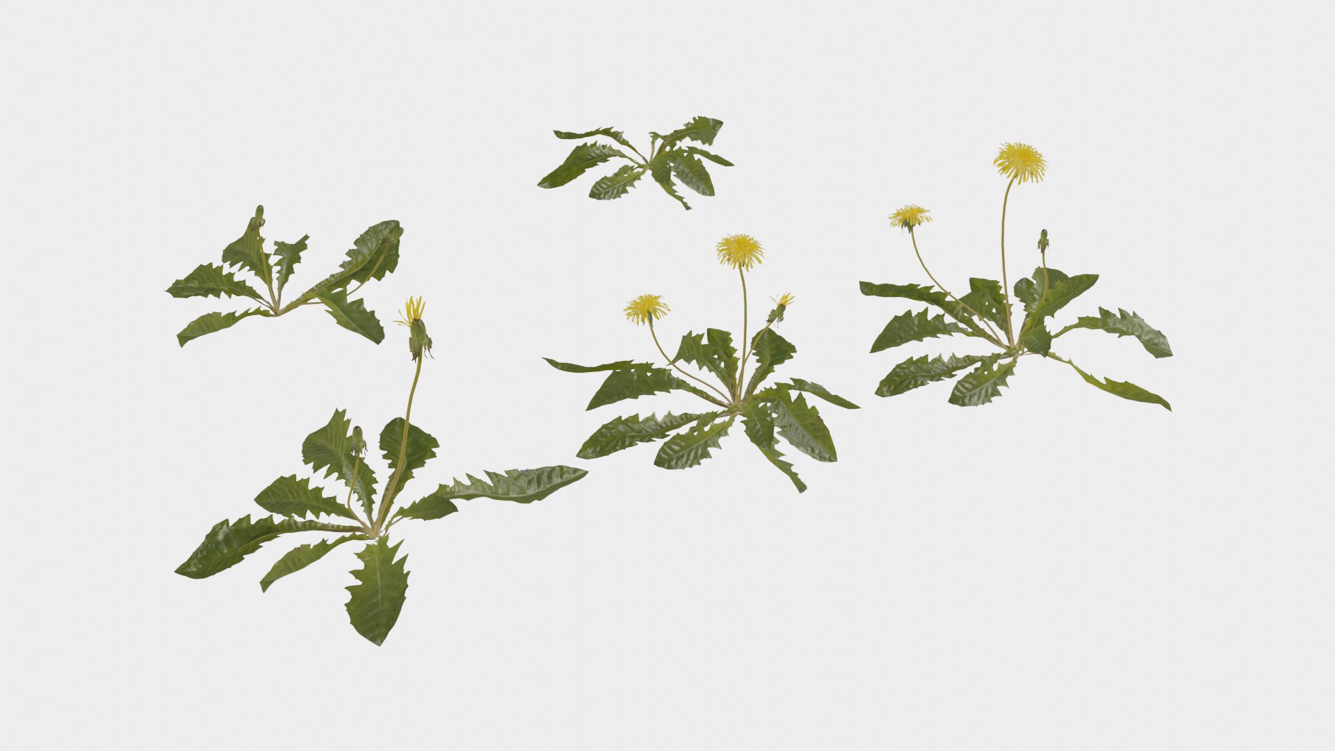 3D model dandelions - TurboSquid 2144906