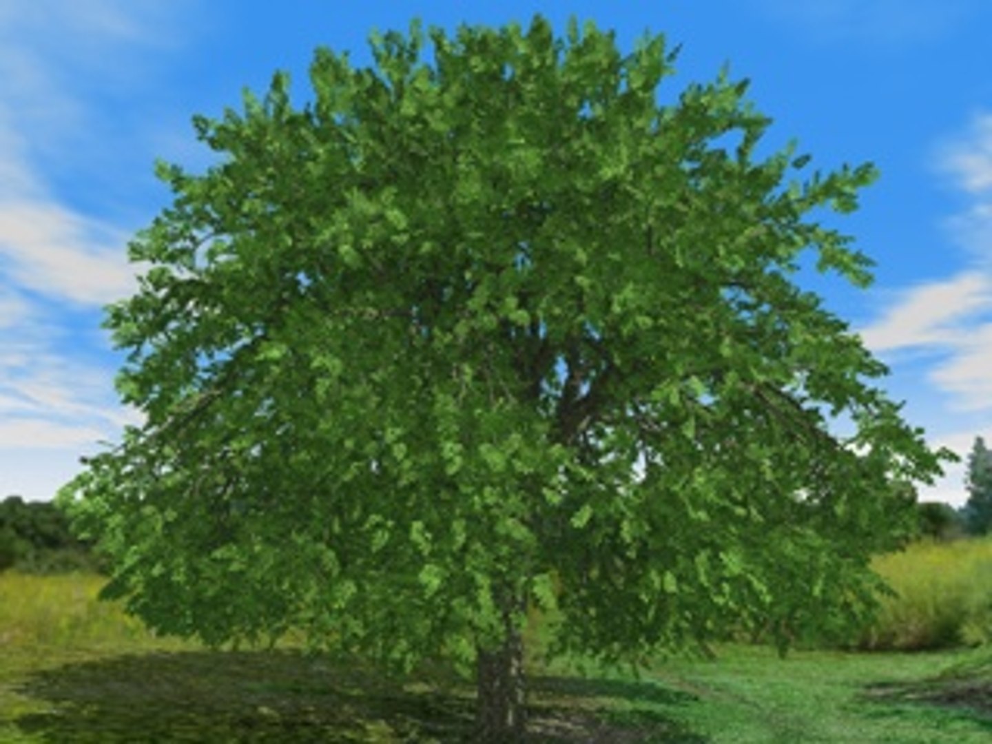 Free C4d Mode 3d-trees Ash