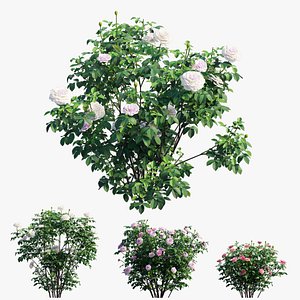 3D Rose Plant Set 62 Model - TurboSquid 1732867