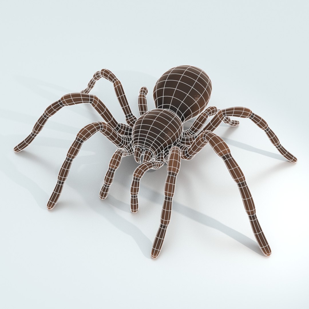 Base Mesh Tarantula Spider Fbx
