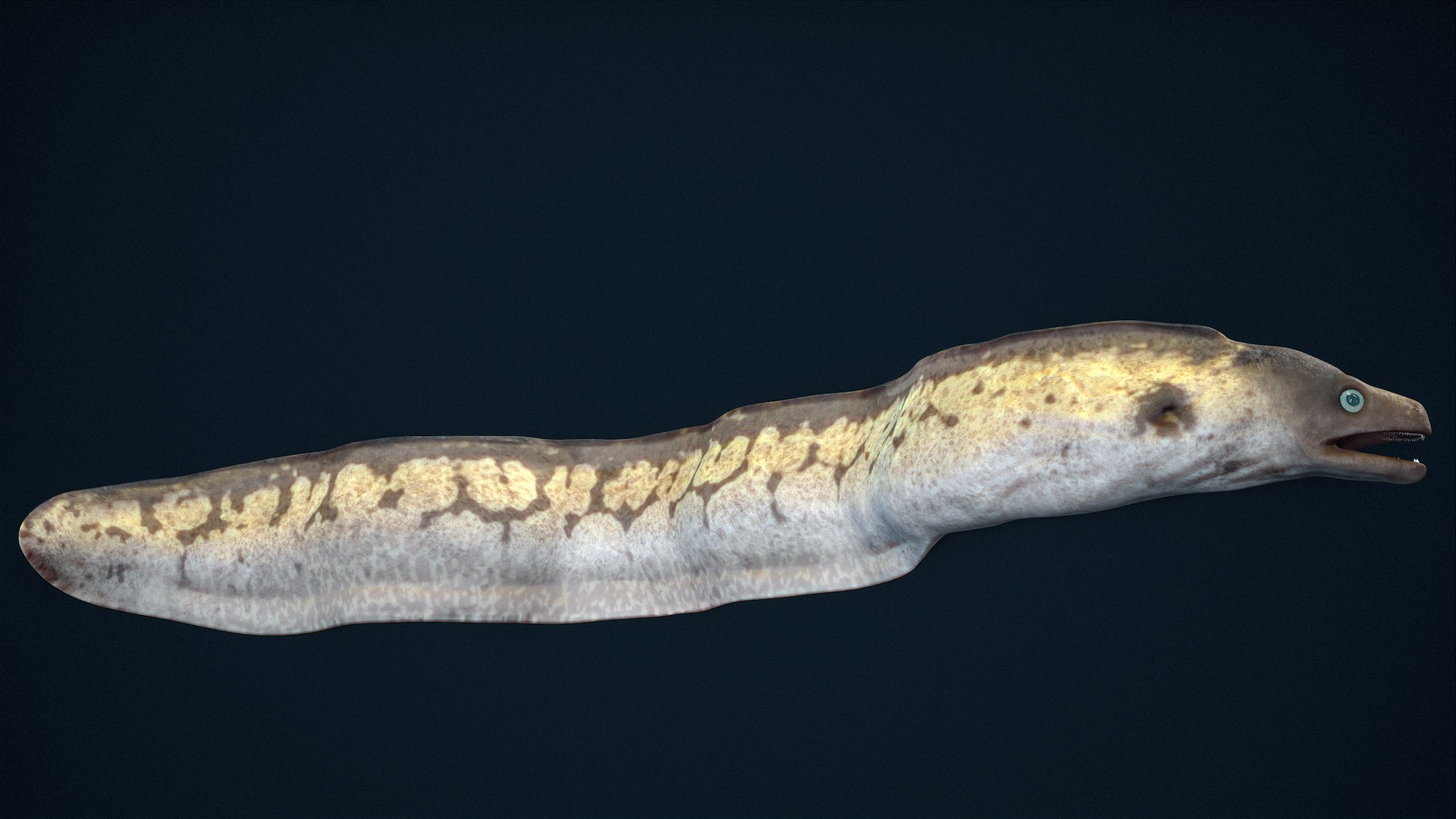 Moray Eel Rigged PBR 3D model - TurboSquid 2093860