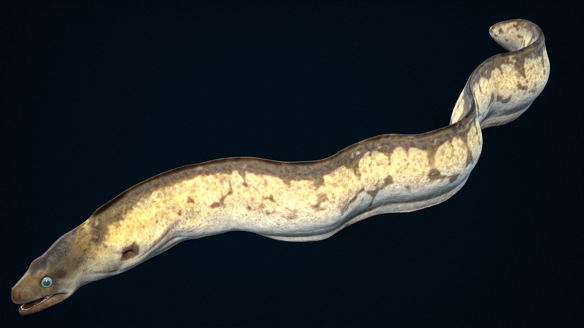 Moray Eel Rigged PBR 3D model - TurboSquid 2093860