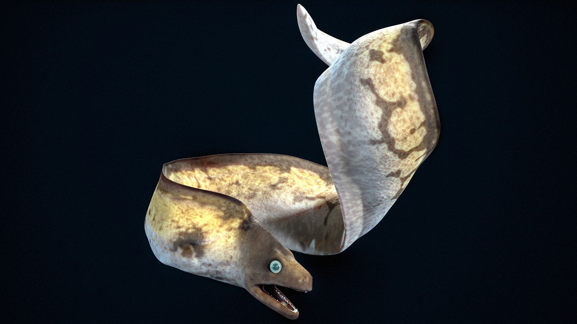 Moray Eel Rigged PBR 3D model - TurboSquid 2093860