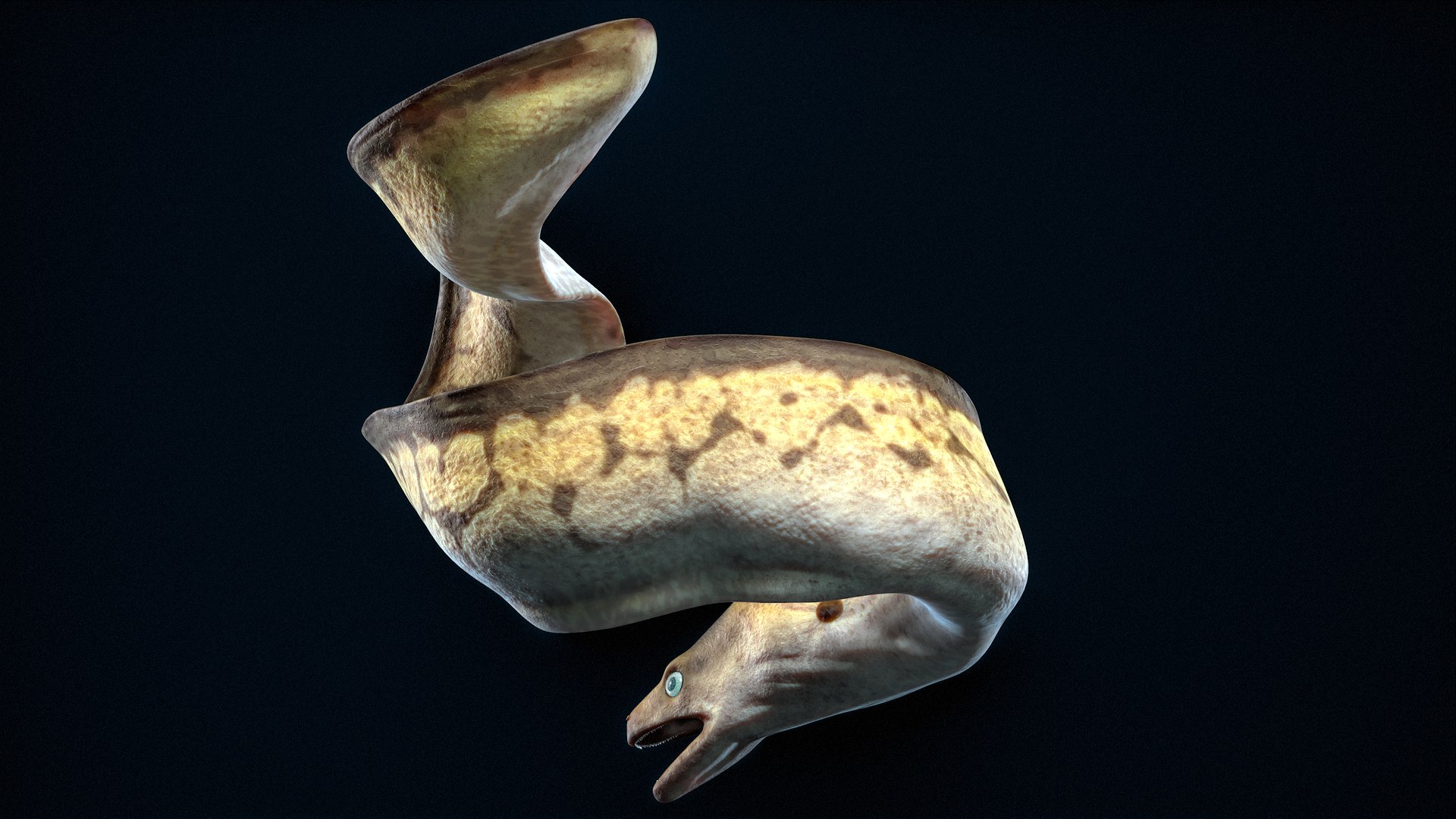 Moray Eel Rigged PBR 3D model - TurboSquid 2093860