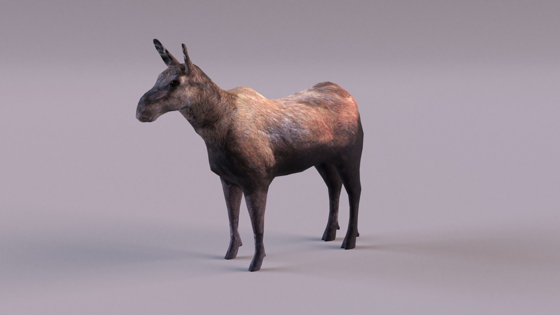 3D Model Moose - TurboSquid 1857352