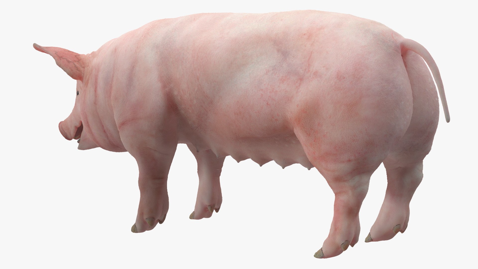 3D Pig In Farrowing Crate Model - TurboSquid 2063790