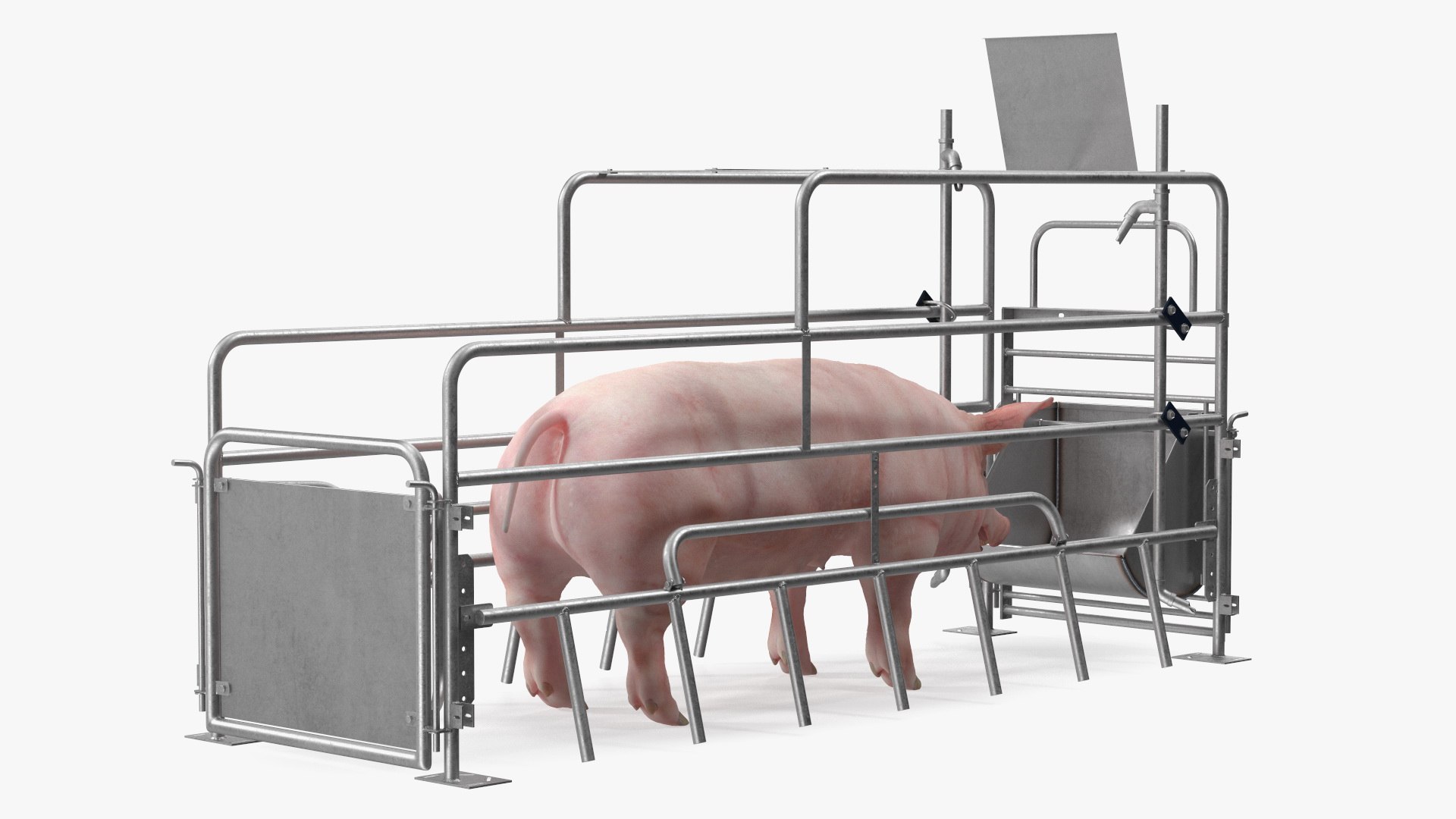 3D Pig In Farrowing Crate Model - TurboSquid 2063790