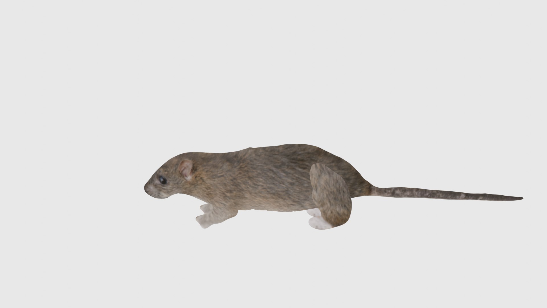 3D Low Poly Rat Rigged With Realistic Texture Model - TurboSquid 1876161