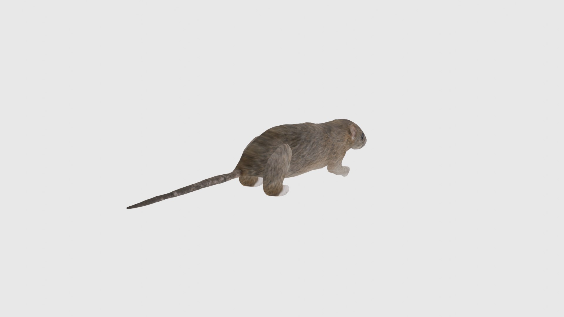 3D Low Poly Rat Rigged With Realistic Texture Model - TurboSquid 1876161