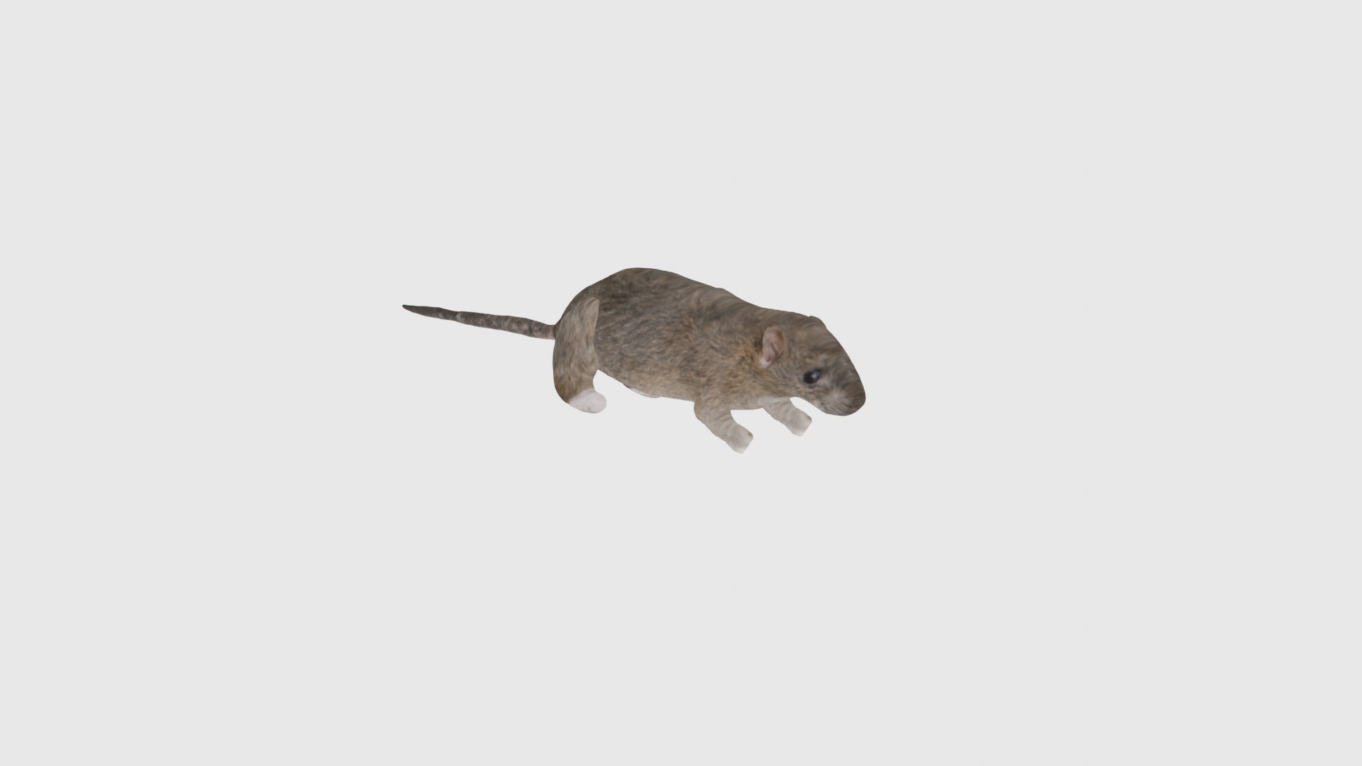 3D Low Poly Rat Rigged With Realistic Texture Model - TurboSquid 1876161